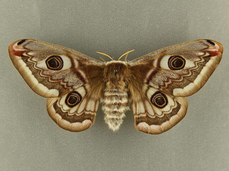 Insect Collections National Museums Liverpool insect-collections-national-museums-liverpool